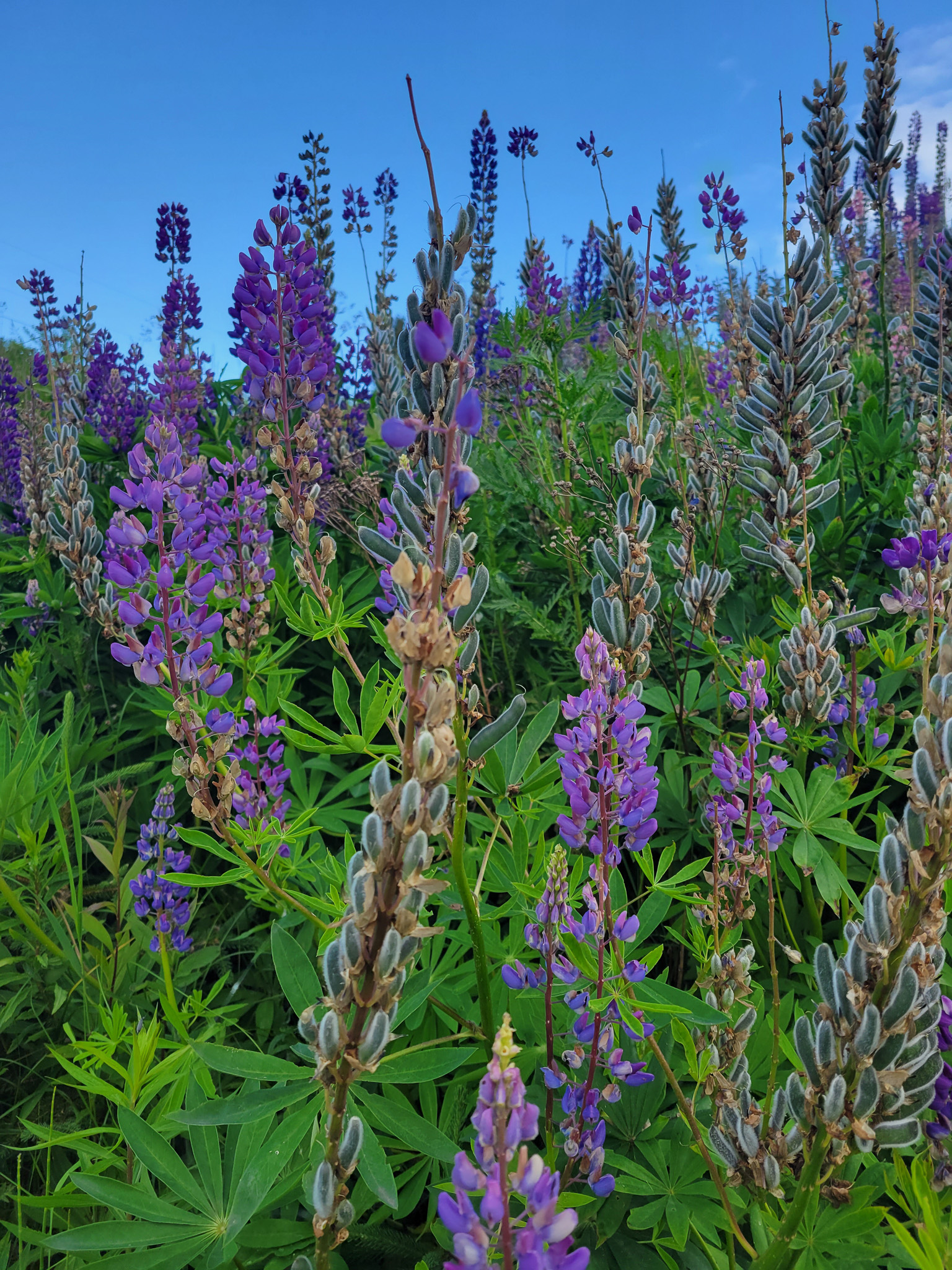 Wildflowers in Minnesota